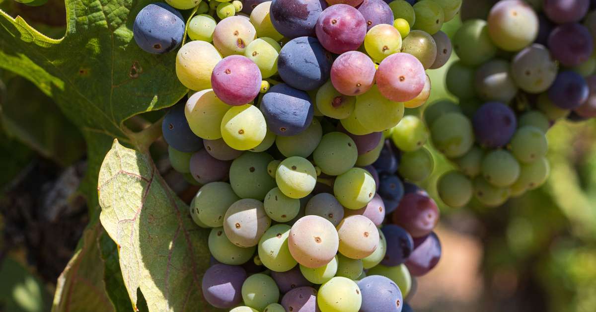 En quoi l'infantilisation de la société est-elle problématique