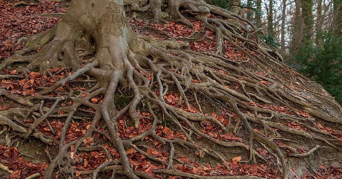 Quel est votre point de vue au sujet de l'intelligence des plantes et ...
